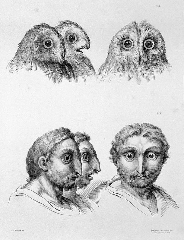 How We Would Look If Humans Evolved From Different Animals? This Is ...