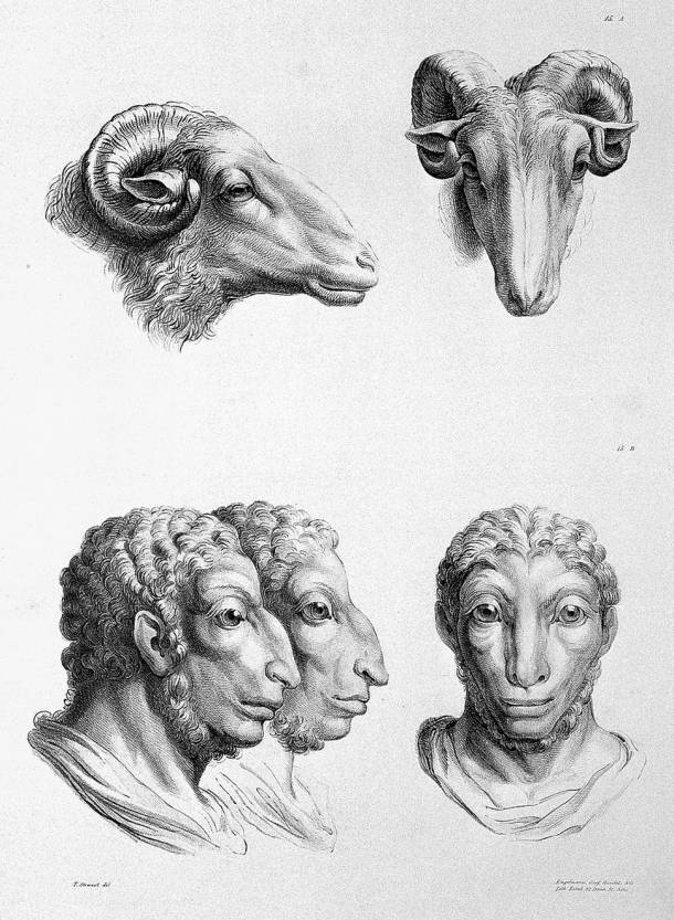 How We Would Look If Humans Evolved From Different Animals? This Is ...