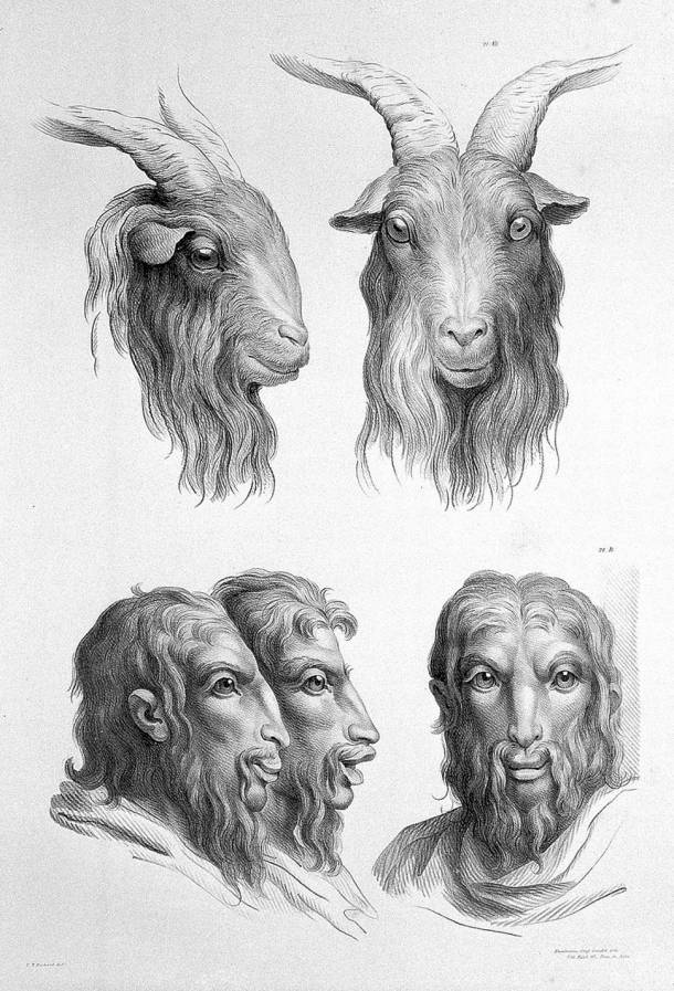 How We Would Look If Humans Evolved From Different Animals? This Is ...