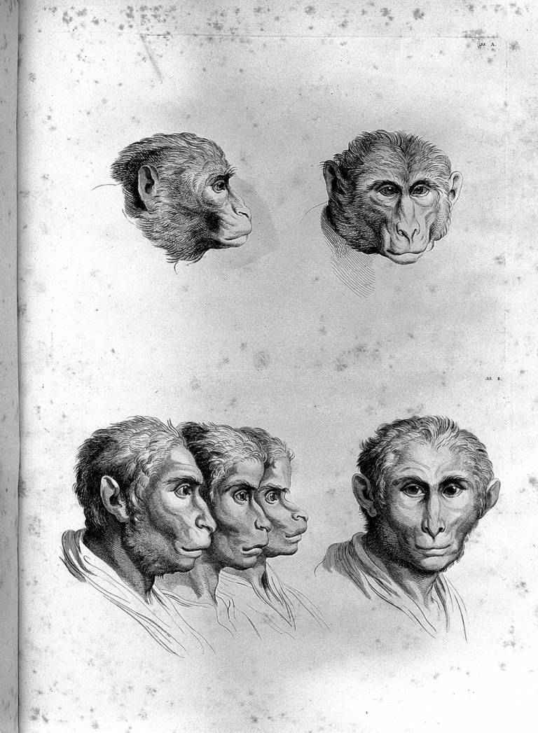 How We Would Look If Humans Evolved From Different Animals? This Is ...