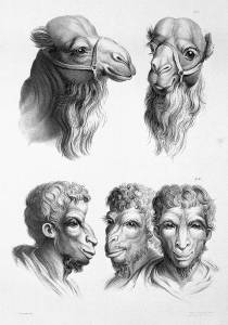 How We Would Look If Humans Evolved From Different Animals? This Is ...