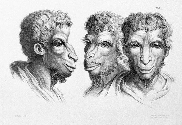 How We Would Look If Humans Evolved From Different Animals? This Is ...