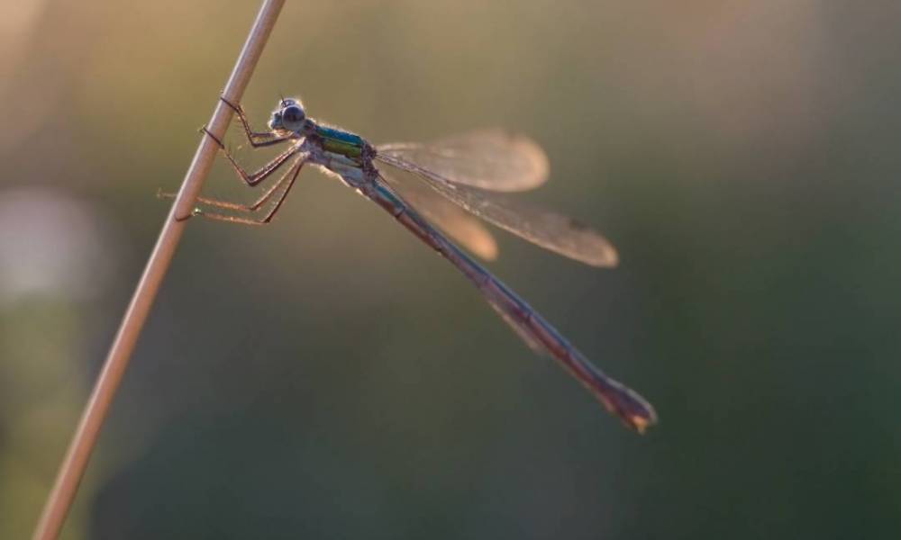 Dragonflies Have A Deep and A Significant Meaning; Do You See Them Often?