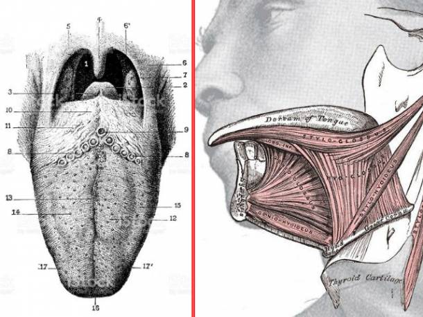 Important Secrets Your Tongue Reveals About Your Health important-secrets-your-tongue-reveals-about-your-health
